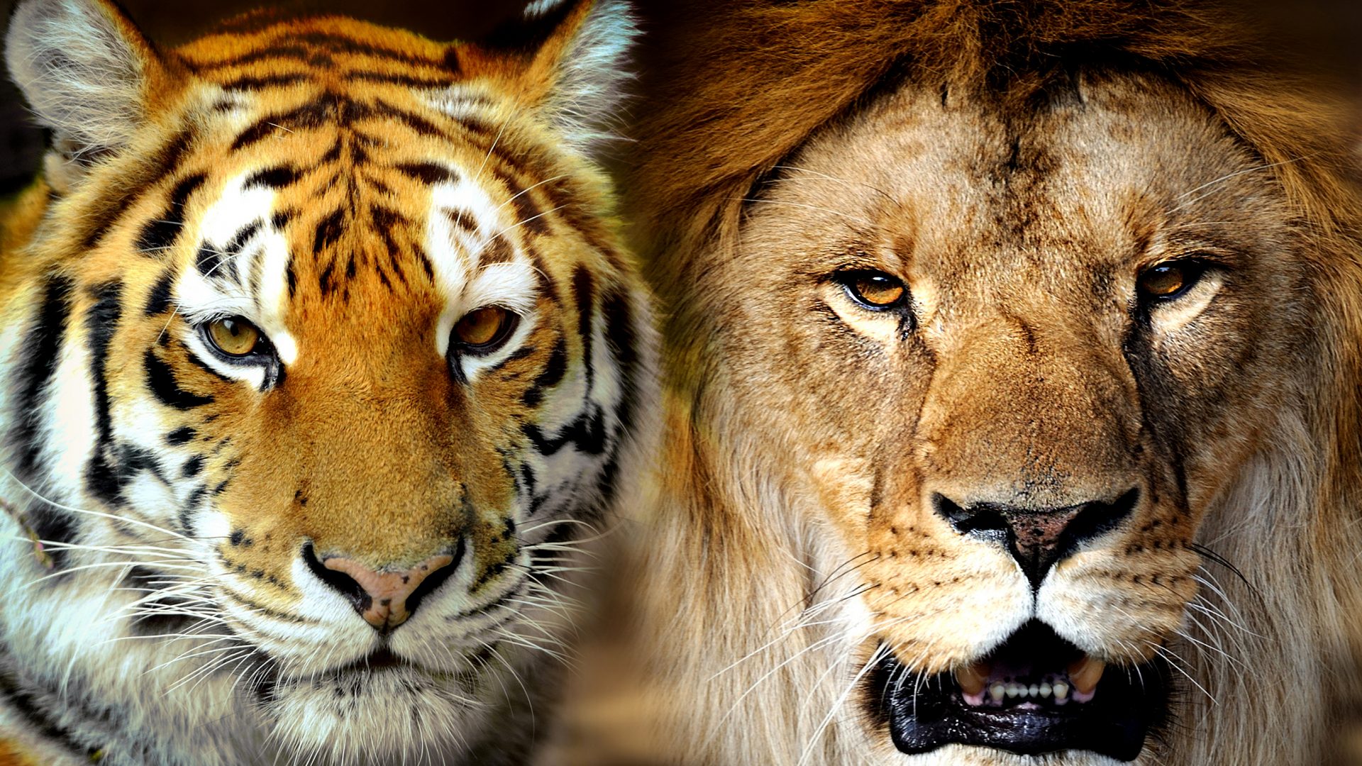 Tiger vs. løve: Hvem ville vinde kampen?