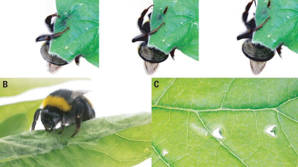 Pollen-hungrende humlebier bider i planter og får dem til at blomstre
