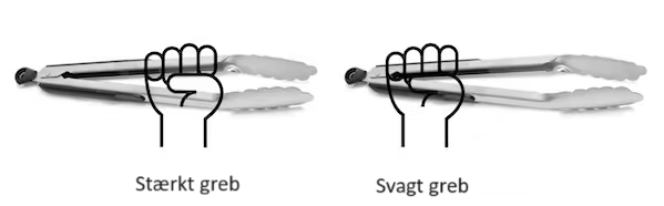 Hvorfor har store pattedyr tendens til at have lange ansigter?