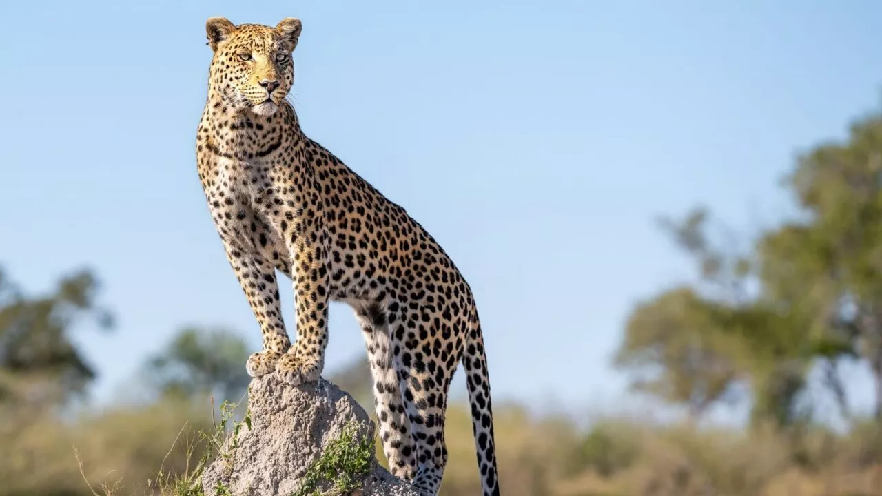 Leoparder åd vores forfædre: Især ansigtet blev bidt i stykker