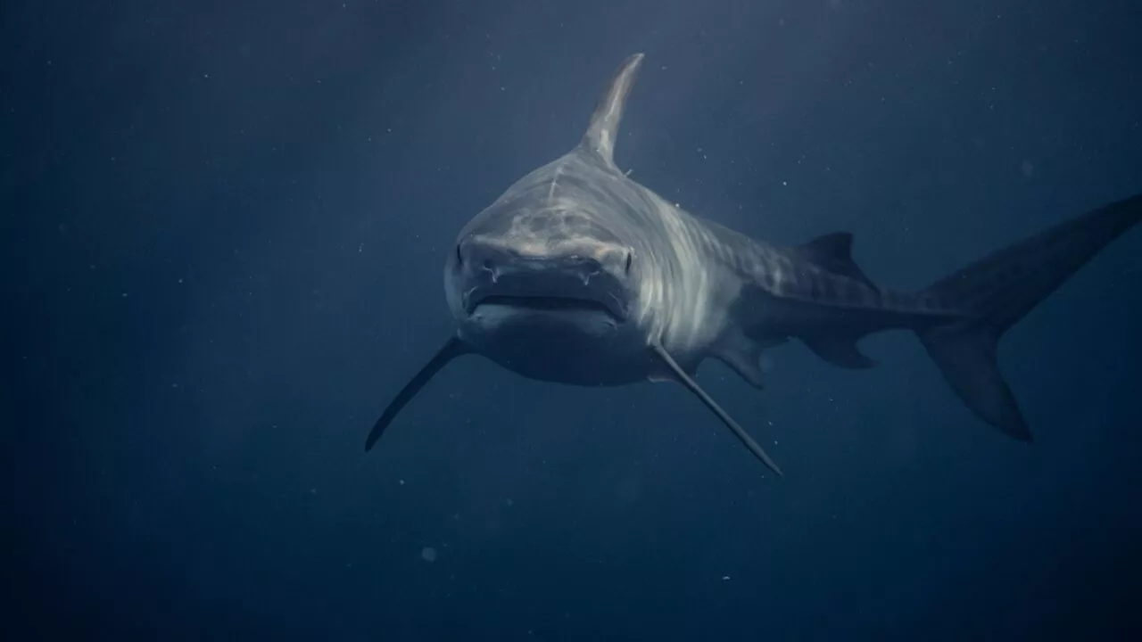 ‘Sharktober’ er en ægte ting: Der er flere hajbid i oktober - og ...